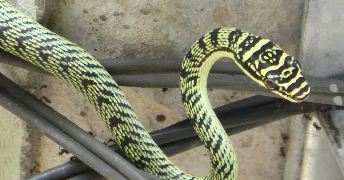 Tracks of a Trailing Spouse: My first snake!