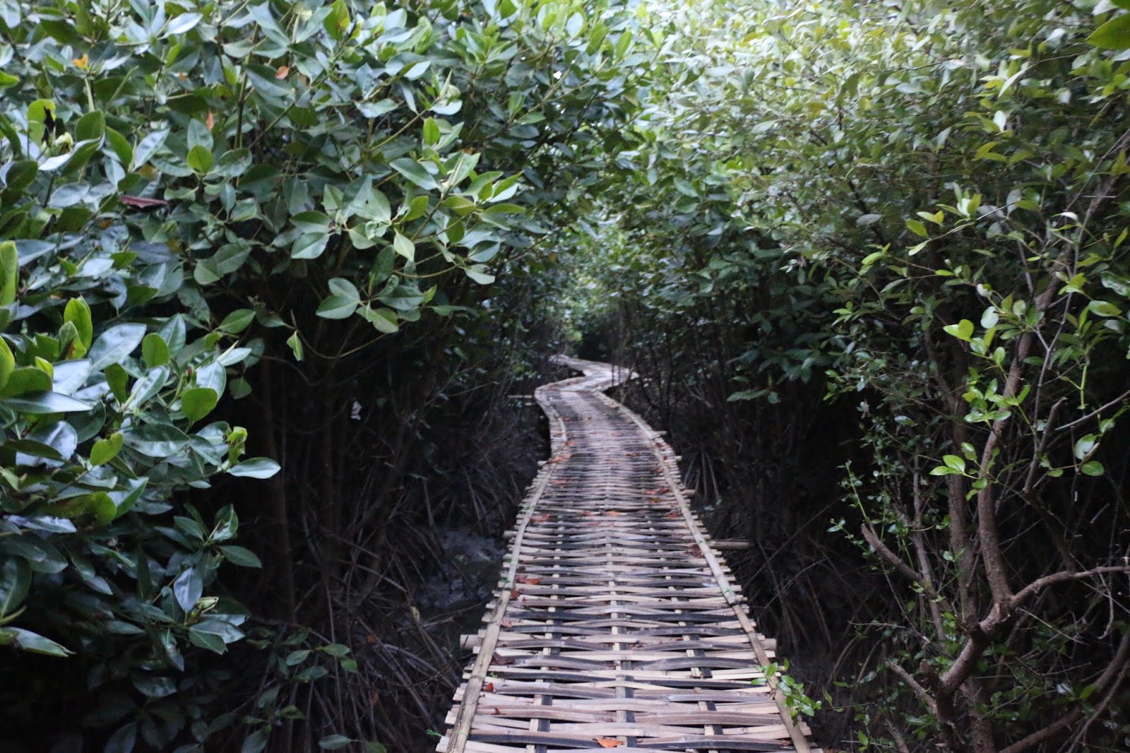 Hutan Mangrove Pantai Tiris Paris Indramayu - DEDDY DOANK