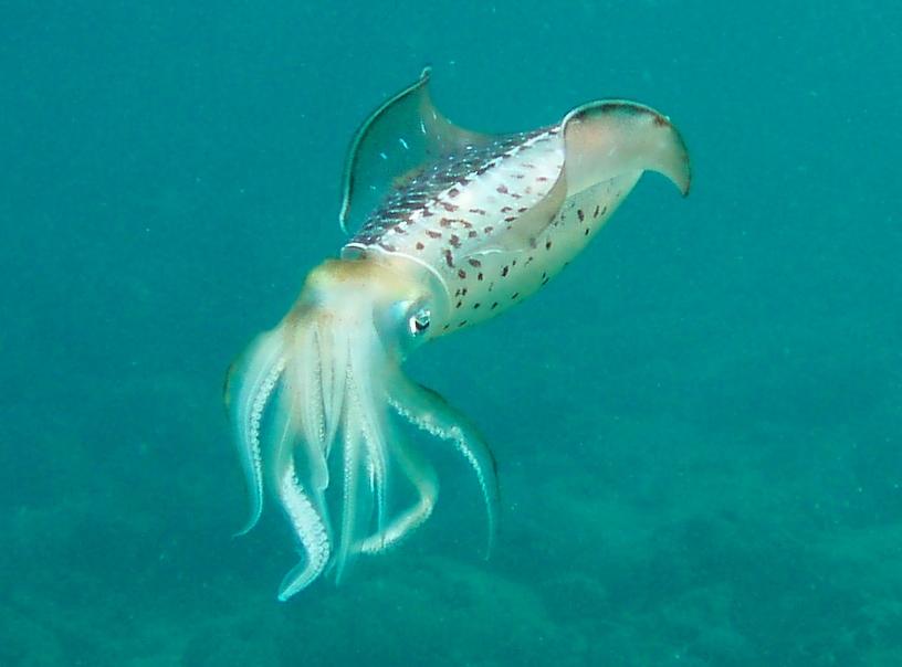 Ons leven op Curaçao: Ellen 11 jaar!