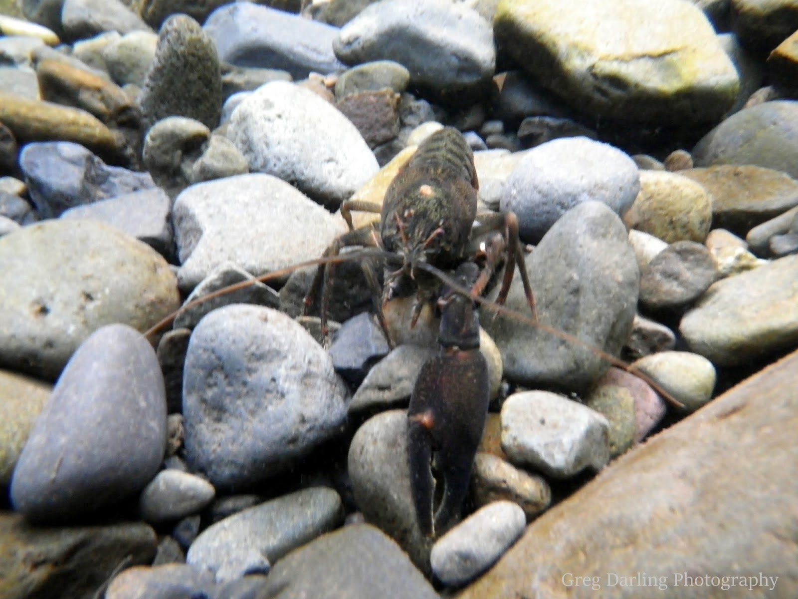 Gorge Fly Shop Blog: Creek Crawlers - Crayfish - Crawdads