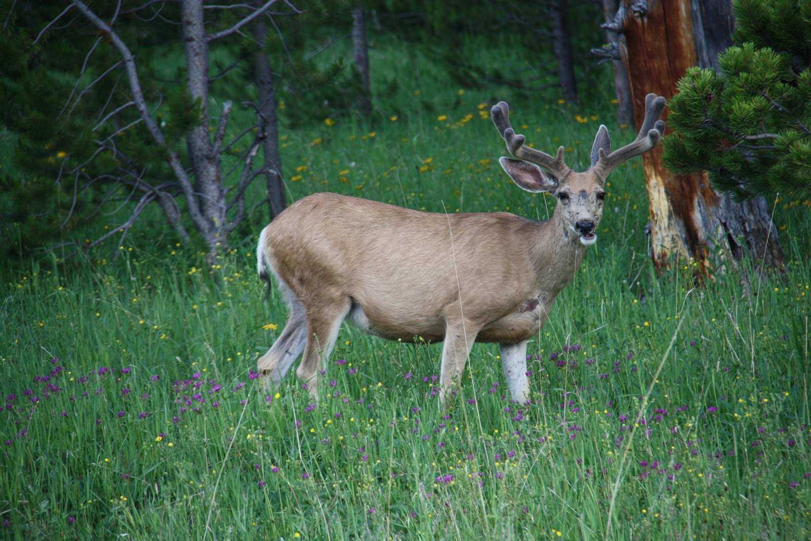 Lostentry - Welztalbahn, Model Railroading, and more: Best of ...