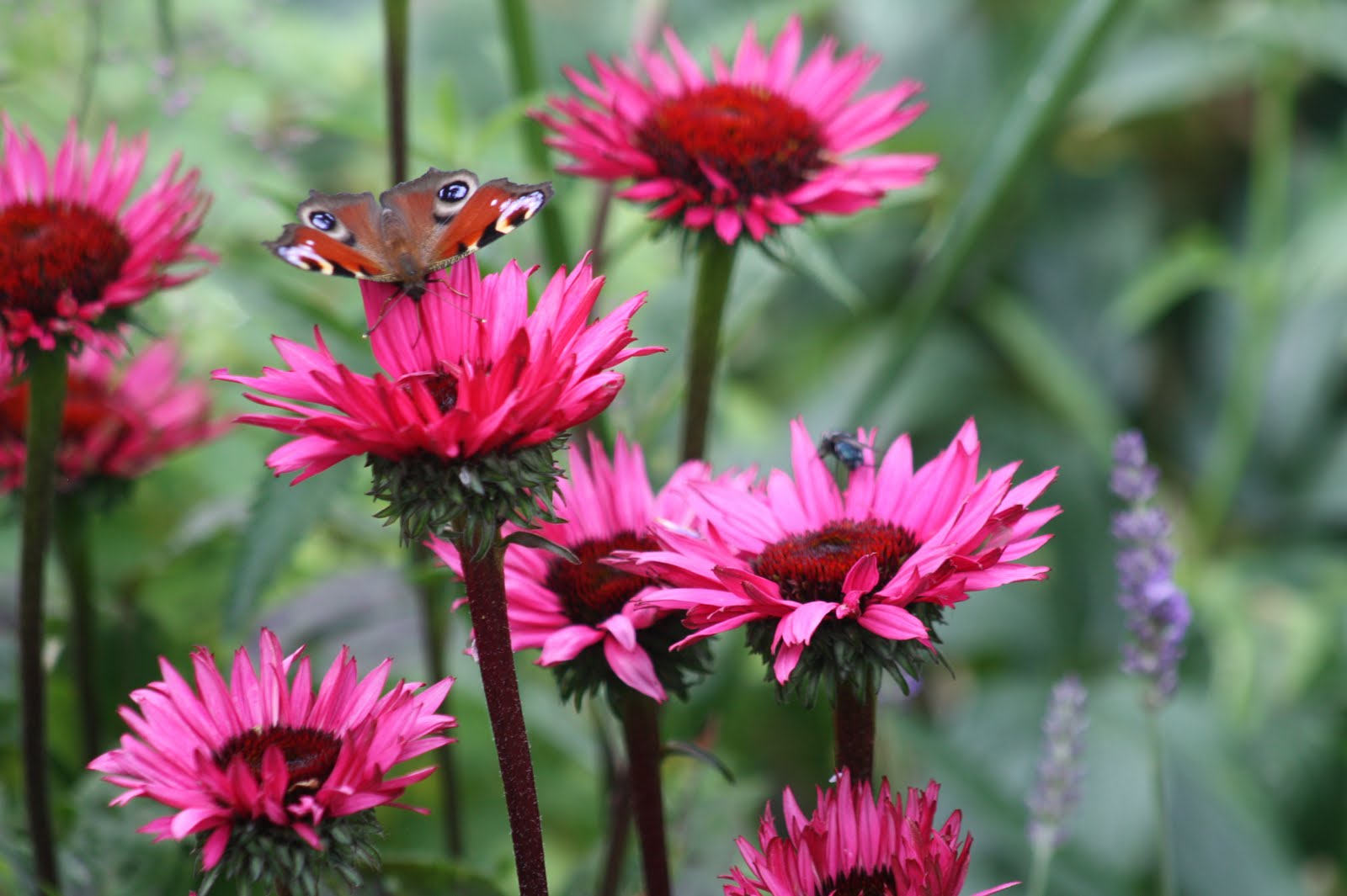 Frøken Solhat: Mine Purpursolhatte