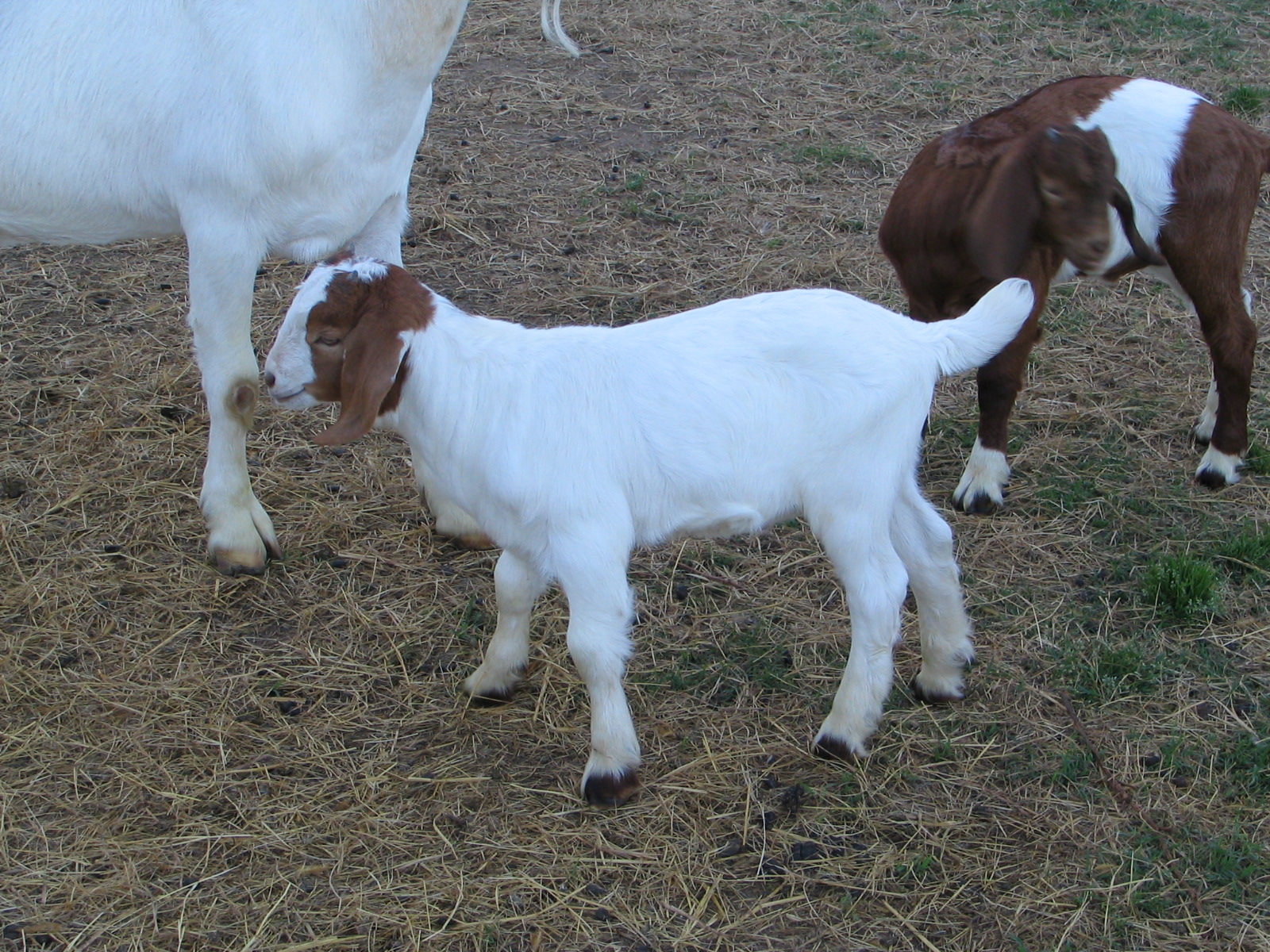 Harmon PFarms: BOER MEAT GOATS