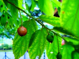 My Life My Stories: Buah-buahan Kampung / Buah Nadir