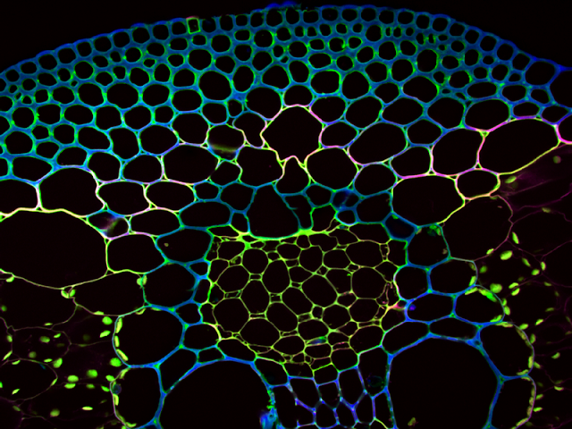 Living and Dyeing Under the Big Sky: Cell Structure Images