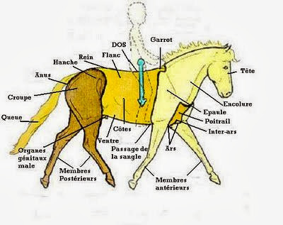 Horses & Ponies: Les parties extérieures du cheval et du poney