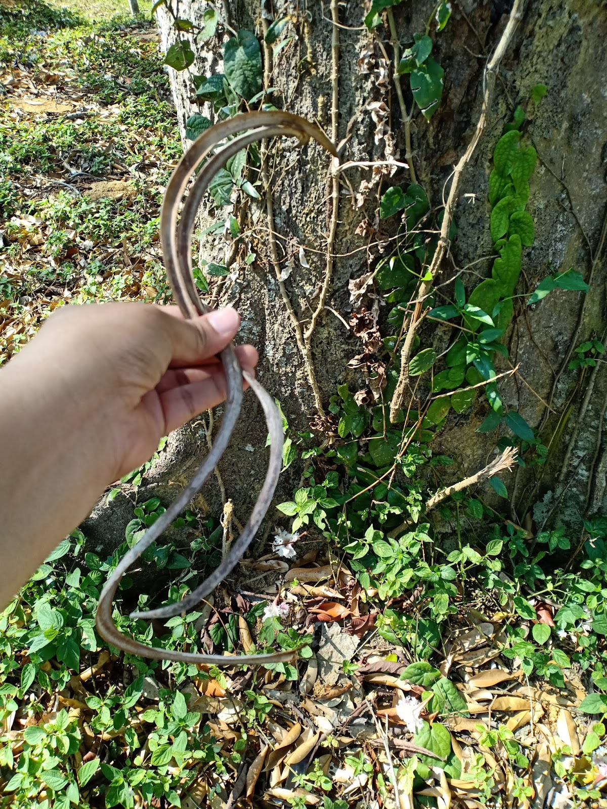 LEPAT LIAT BUNGA CHICHA