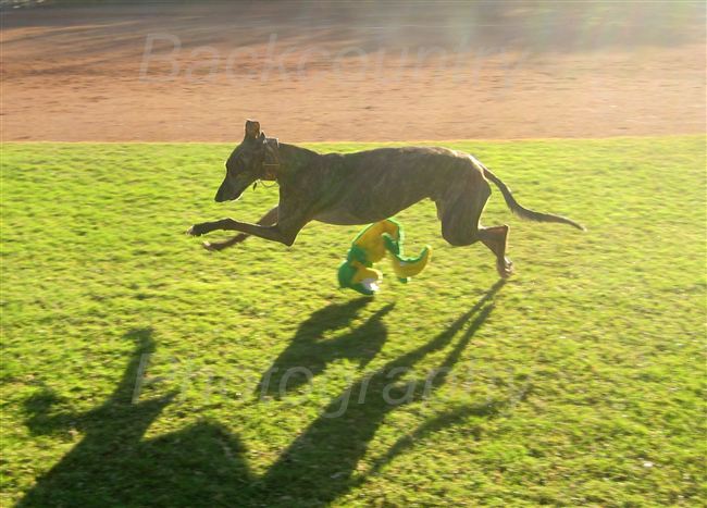 Cult of the Greyhound: PHOTO FOR THE DAY