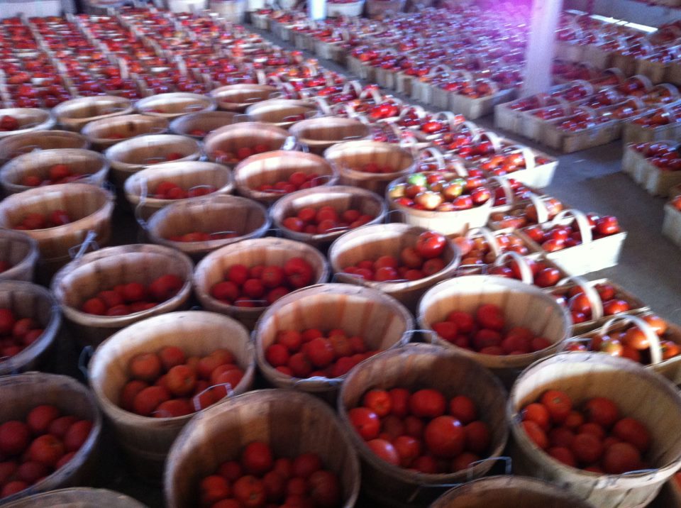 Marini Farm & Corn Maze: Marini Farm's Love For Tomatoes