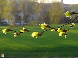 Wunder der Natur, Natur-Aufnahmen von Günter Fischer: Markt Isen/Bayern