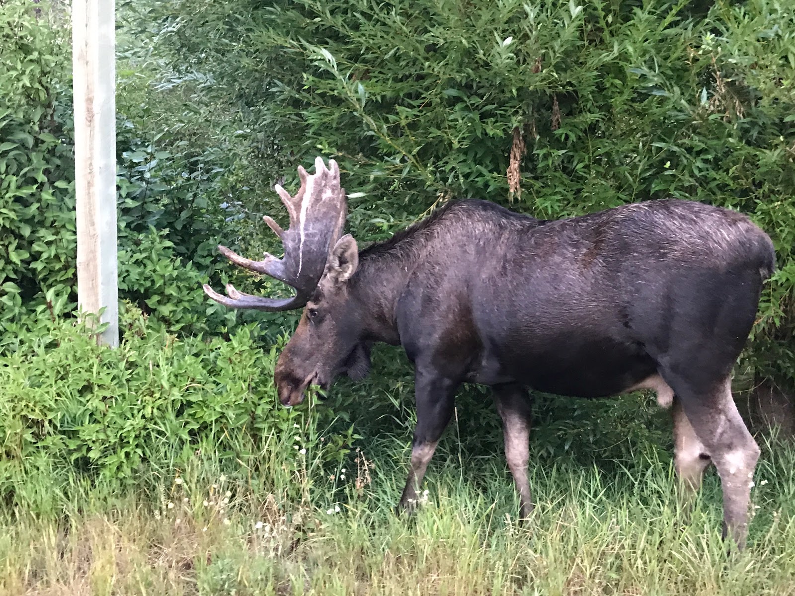 Clark Griswold Vacation: Moose in Jackson