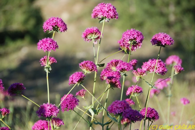 Türkiye'nin Yabani Bitkileri - Wild Flowers in Turkey: Silene compacta ...