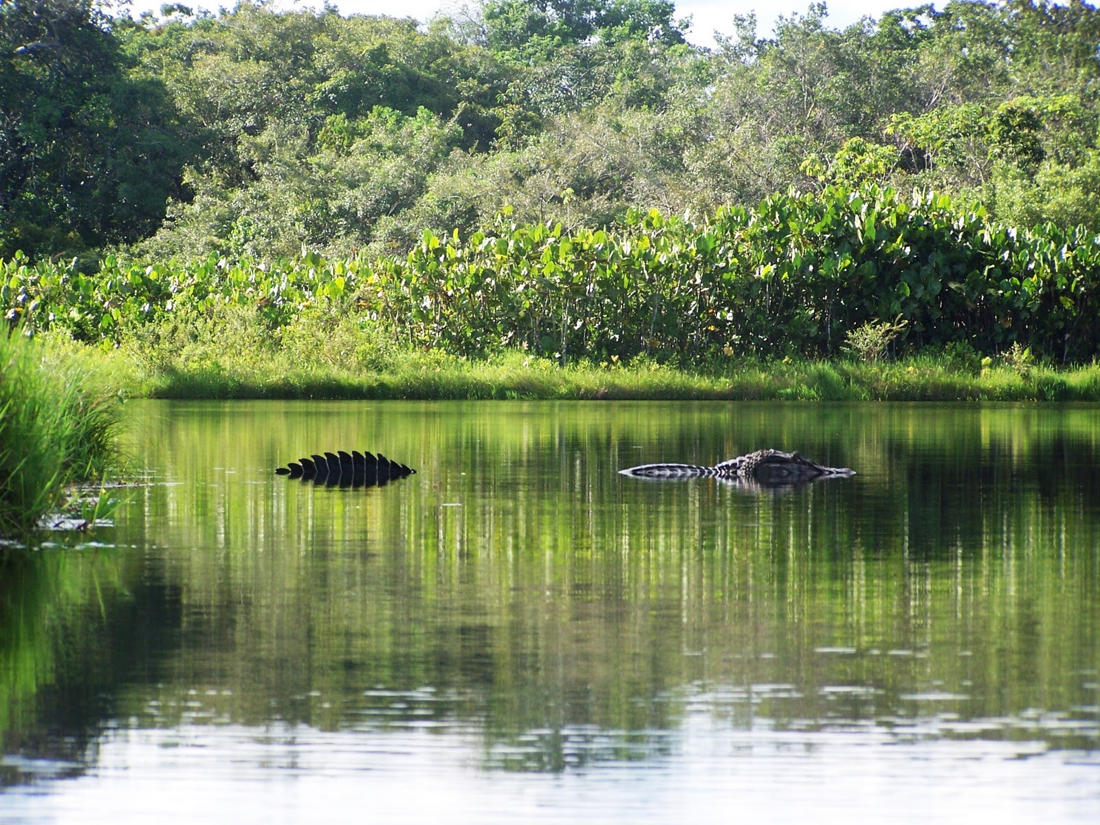 TIPISHCA: ENERO EN LA REGIÓN OMAGUA