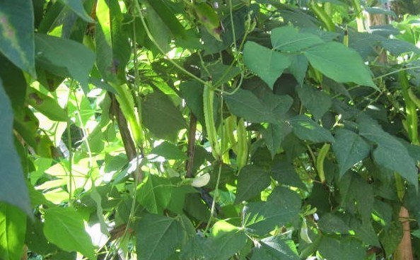 Khasiat dan manfaat kecipir - Khasiat Daun Alami