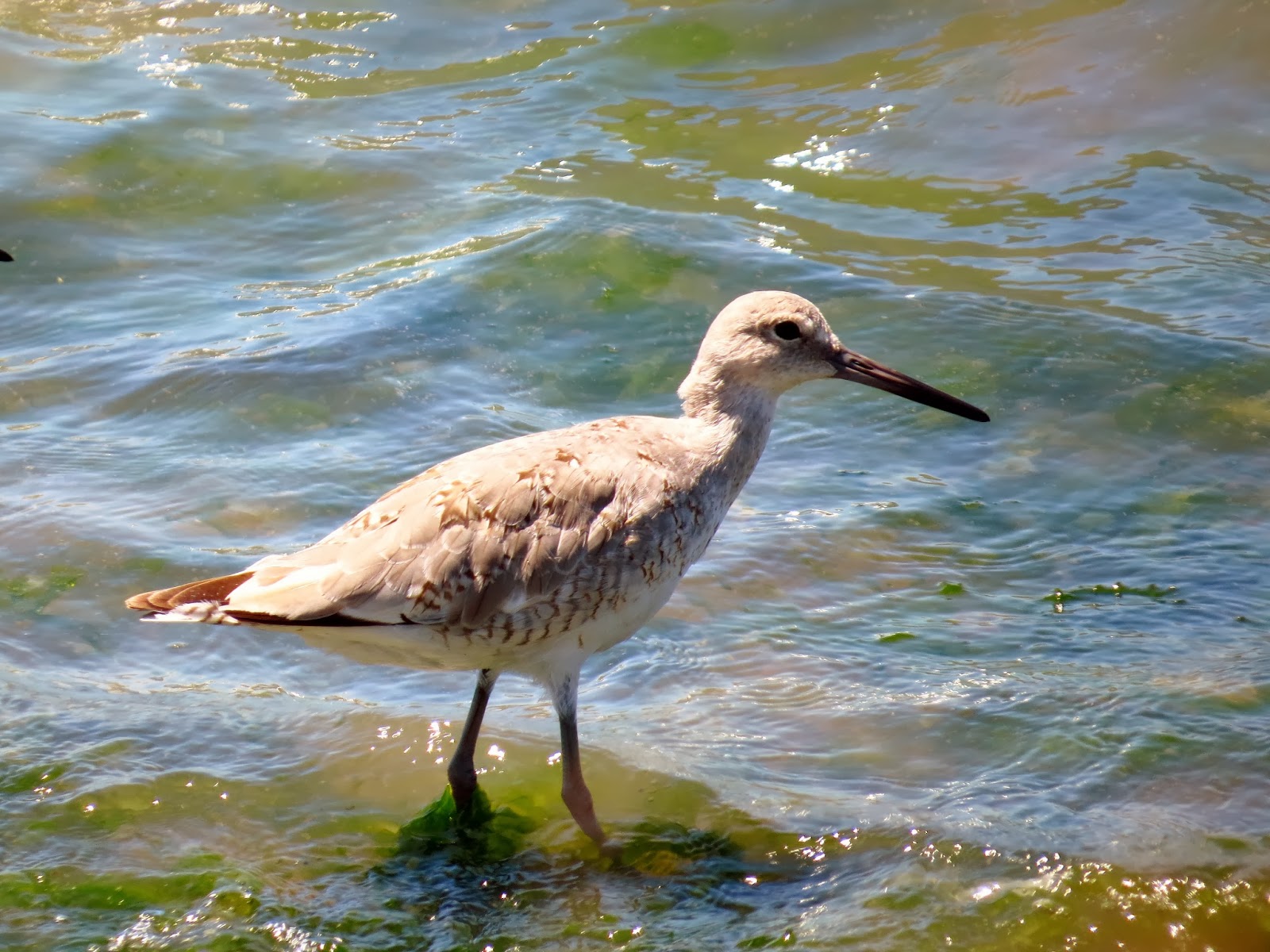 amateurnithologist: Totally Different Birds: Greater Yellowlegs vs. Willet