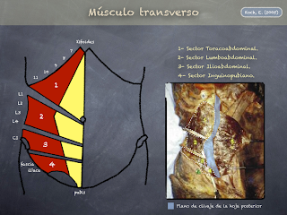 Cuadernos de Anatomía Quirúrgica: Anatomía quirúrgica de la pared ...