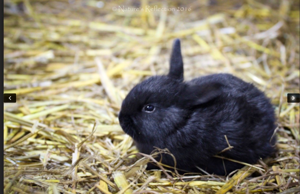 Reiter's Silver Fox Rabbits: Litters