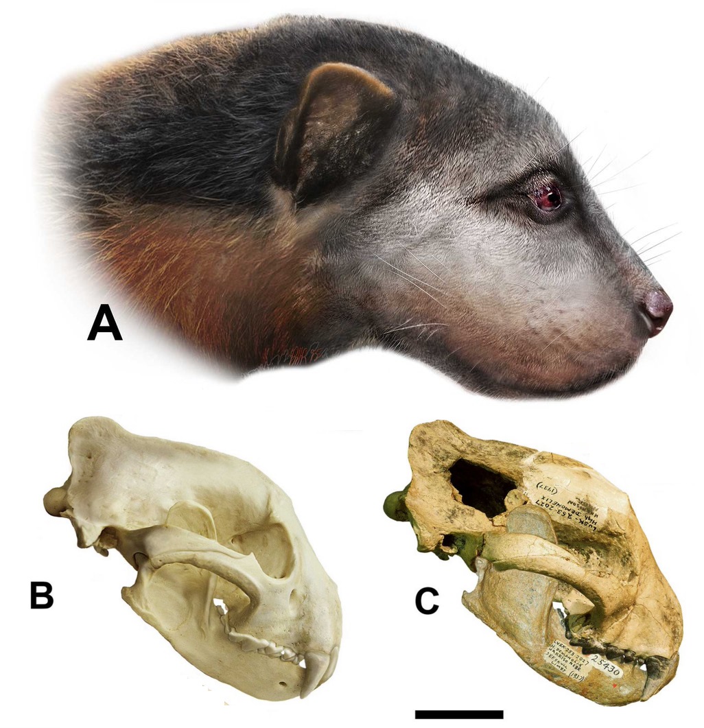 Species New to Science: [PaleoMammalogy • 2016] Megalictis, the Bone ...
