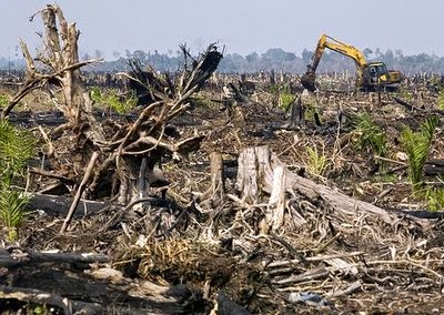 Materi Geografi Dampak Kerusakan Flora dan Fauna ~ DETABAZE's Blog