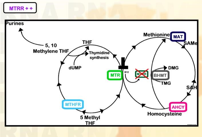 Health-Nutrition Blog: Part 6 Genetic Health Testing: Methionine ...