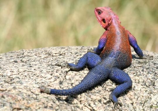 Agama lizard - Animals World