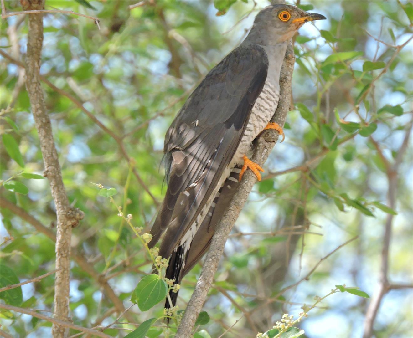 Three Cuckoos In One Tree | Focusing on Wildlife