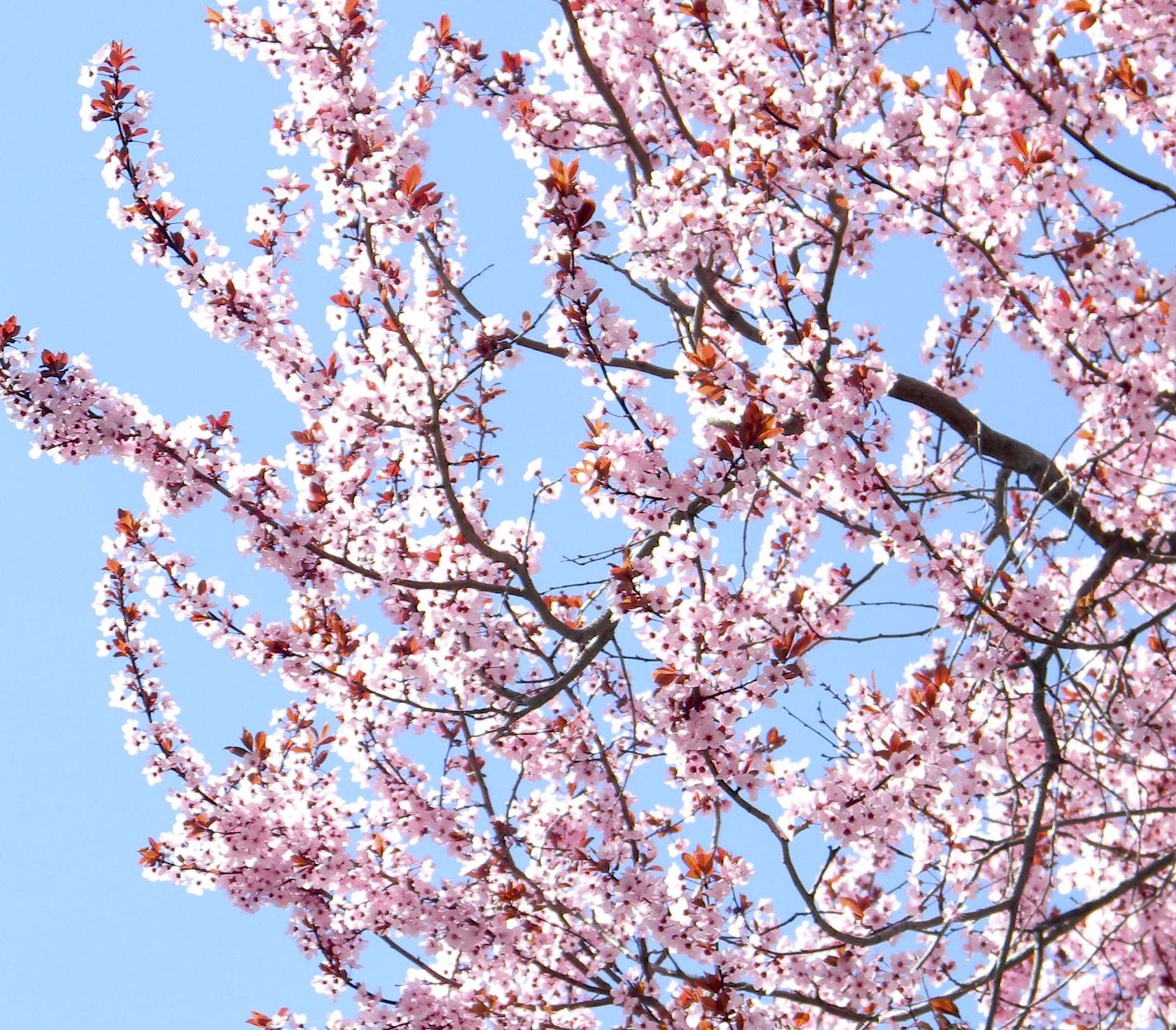 flowering pear tree - bright apple blossom