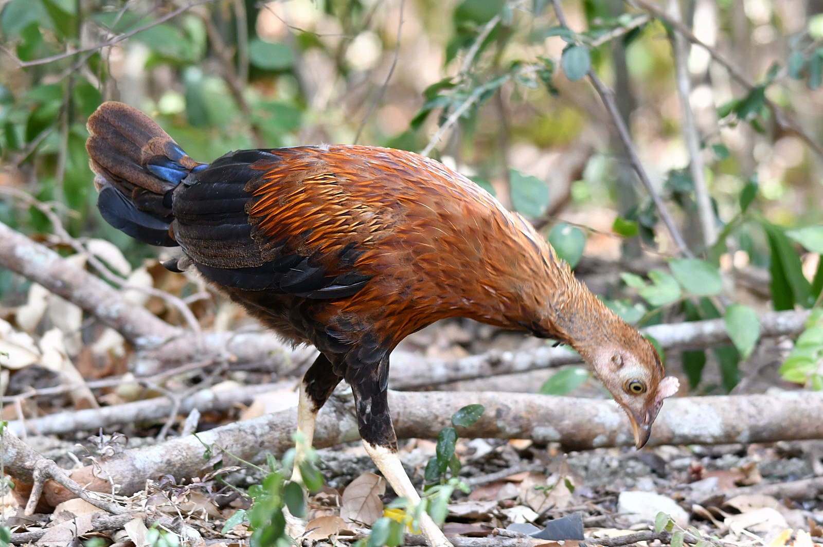 The Life Journey in Photography: Sri Lanka Junglefowl @ Wilpattu ...