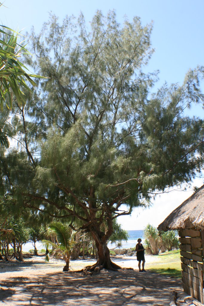 Random Noodling: Poetry Friday--"The Fifteenth Summer"