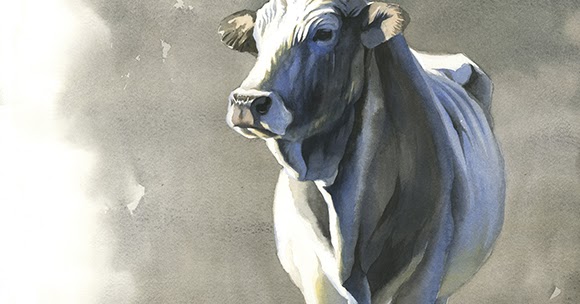Federico Gemma - Wildlife Artist: Vacca Maremmana acquerello