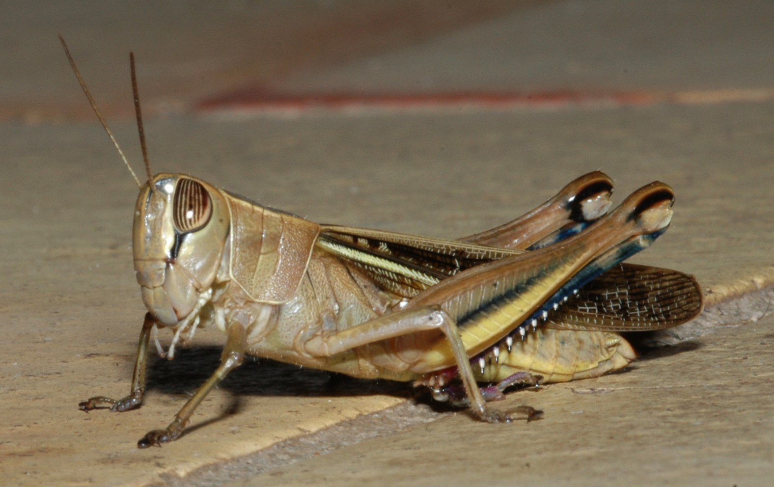 El Grillo ~ Los Animales