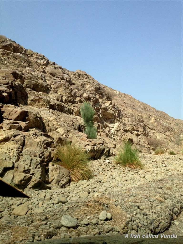 Life in Dubai: Fujairah (UAE), Wadi Wurayah (UAE), Dibba (Oman)