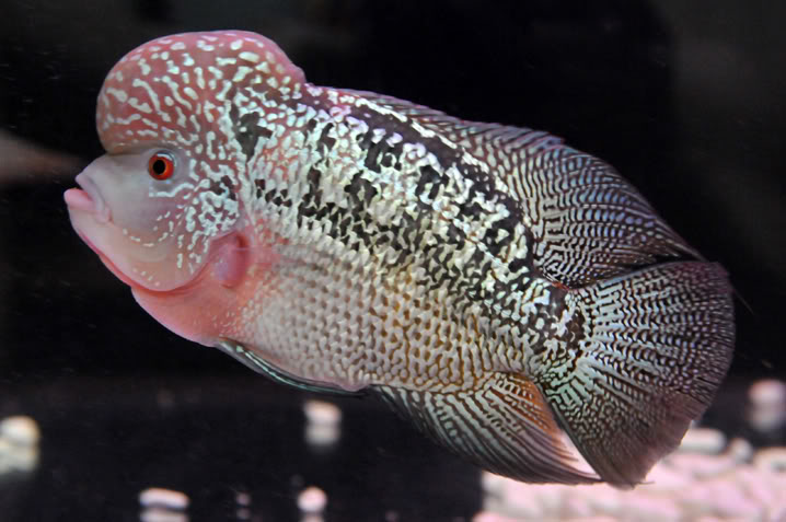 Flowerhorn The Hybrid Cichlids: King Kamfa 1