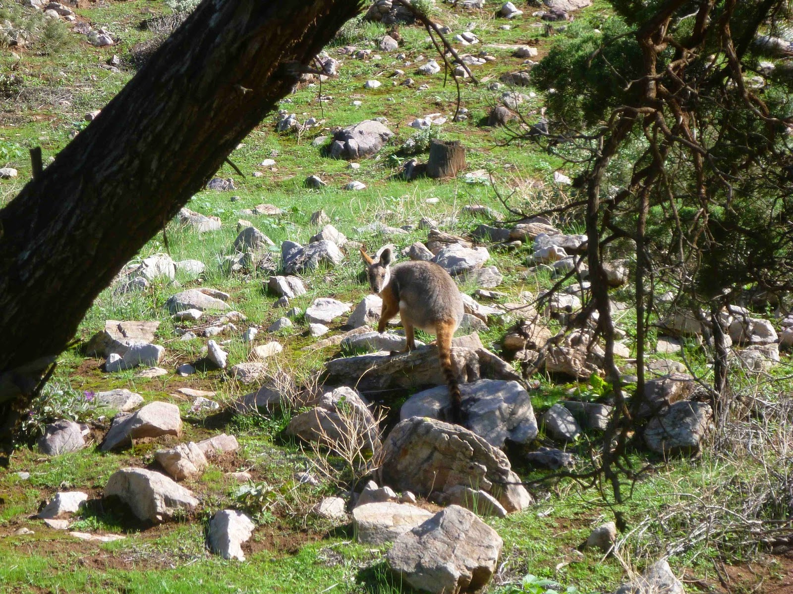 Australia: Le Wallaby des rochers