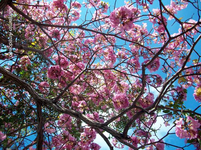 El Bable: Los maculís cubriendo con su manto rosado las calles de Cancún.