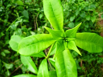 Allamanda Grandiflora -Golden Trumpet-Val Rukaththana | SL Flora