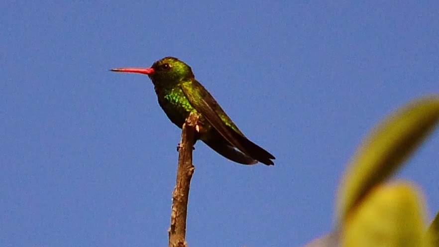 Aves de La Floresta: Picaflor verde