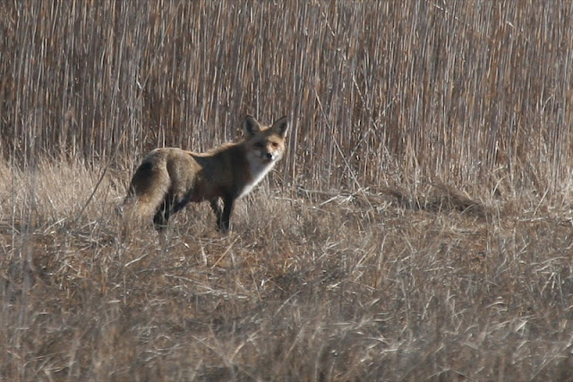 Avalonia eTrails: Preservation, greenways and wild animals among us
