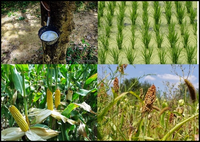 GEOGRAPHIA ONLINE: ZONELE AGRICOLE ALE TERREI