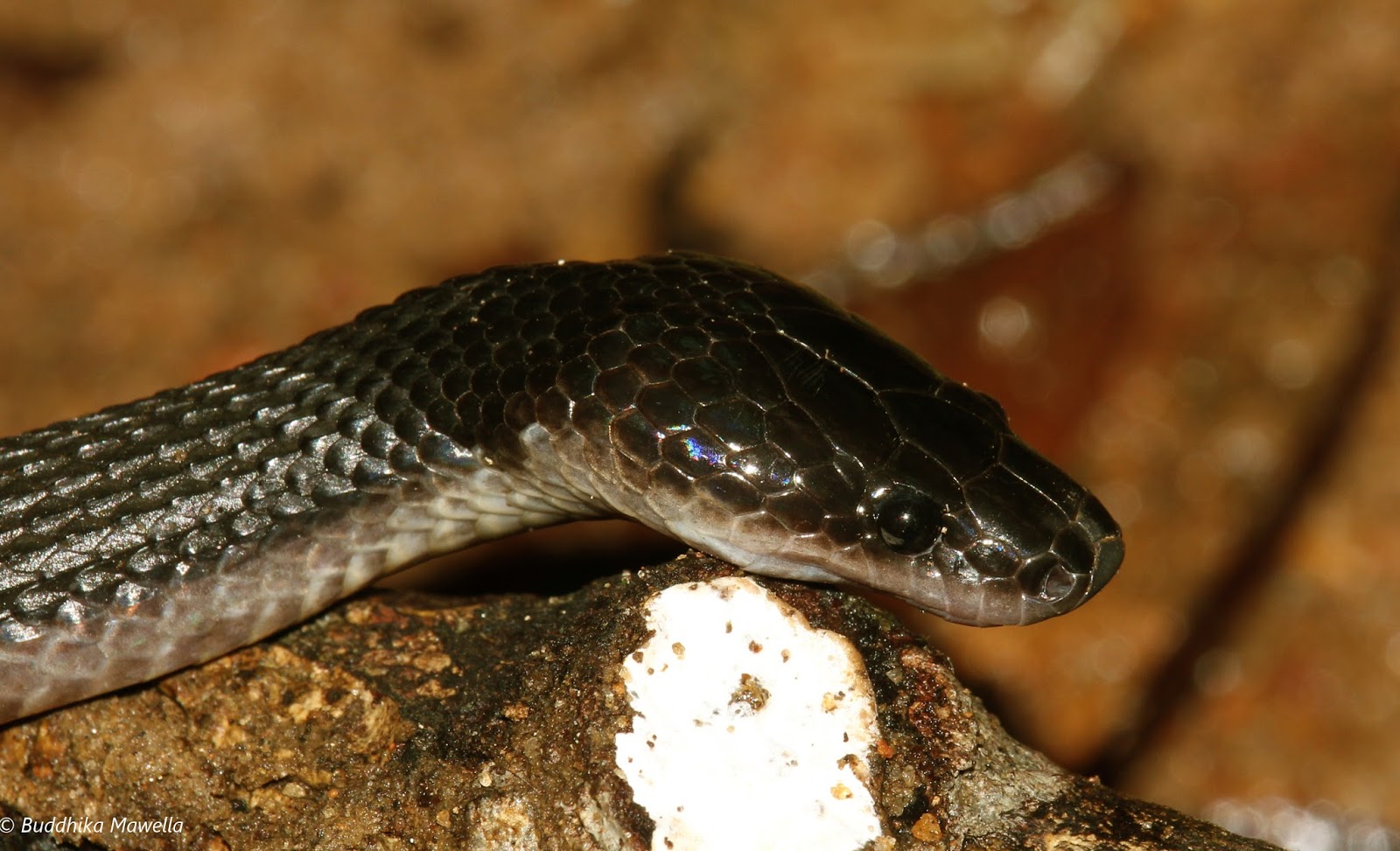 Lanka Nature Summary: Sri Lanka wolf snake (Lycodon carinatus)