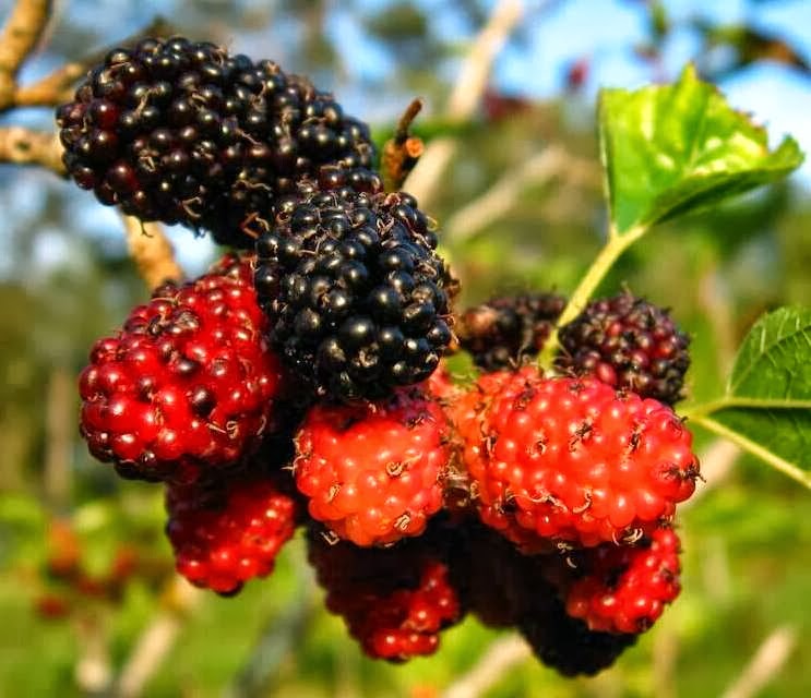 Inkspirational Designs: Mulberry Buckle - a super easy dessert recipe