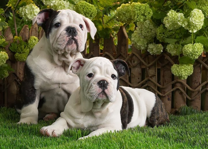 Chó thuần chủng: Giống chó Bulldogs Mỹ - Nhận dạng và cách chăm sóc