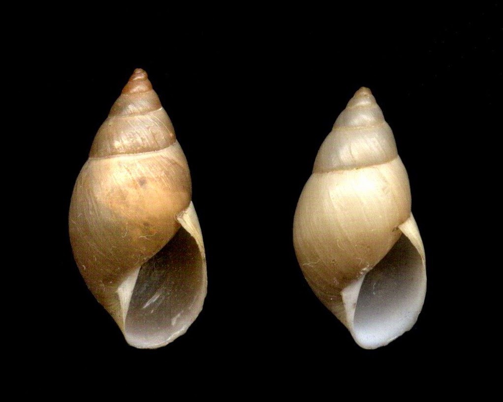 Moluscos terrestres de Argentina: Bulimulus bonariensis (Rafinesque, 1833)