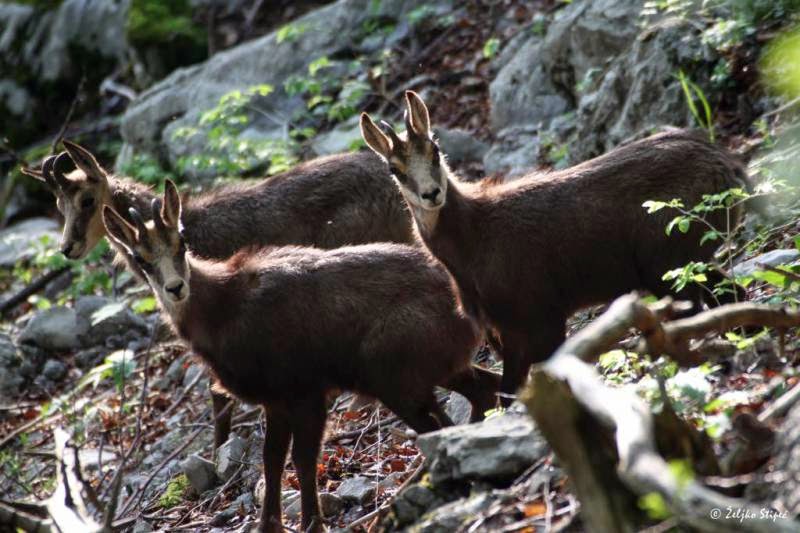 Balkan Lov: DIVOKOZA