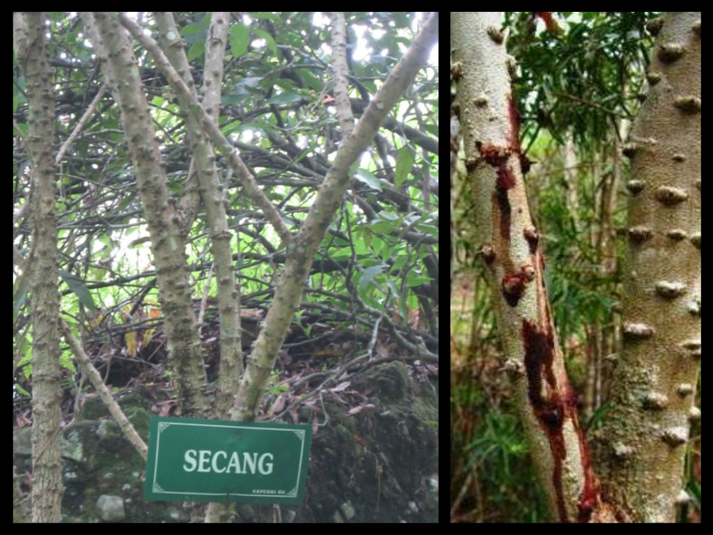 12-KAYU BRAHMA/SECANG BRAHMA