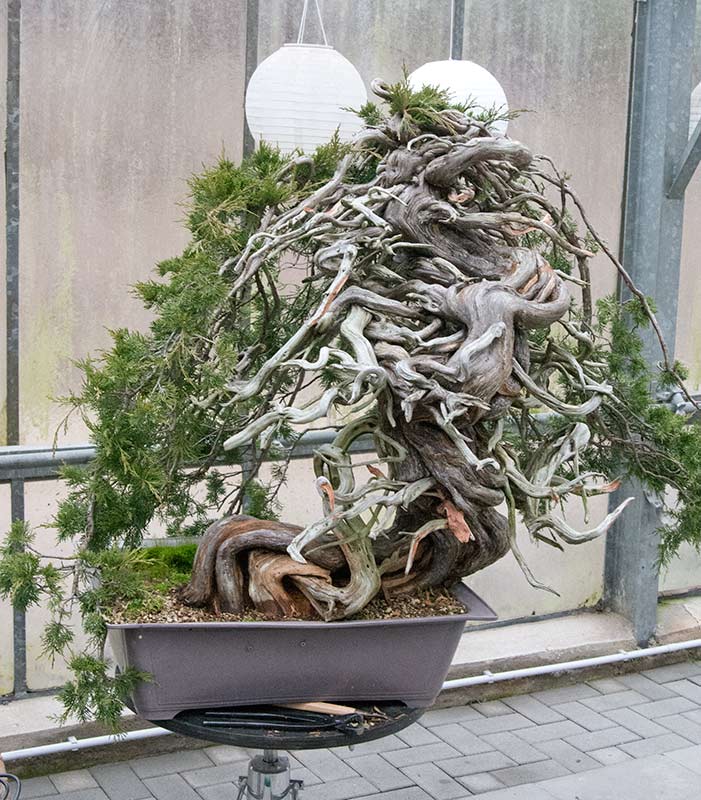 Walter Pall Bonsai Adventures: Visit to Minoru Bonsai