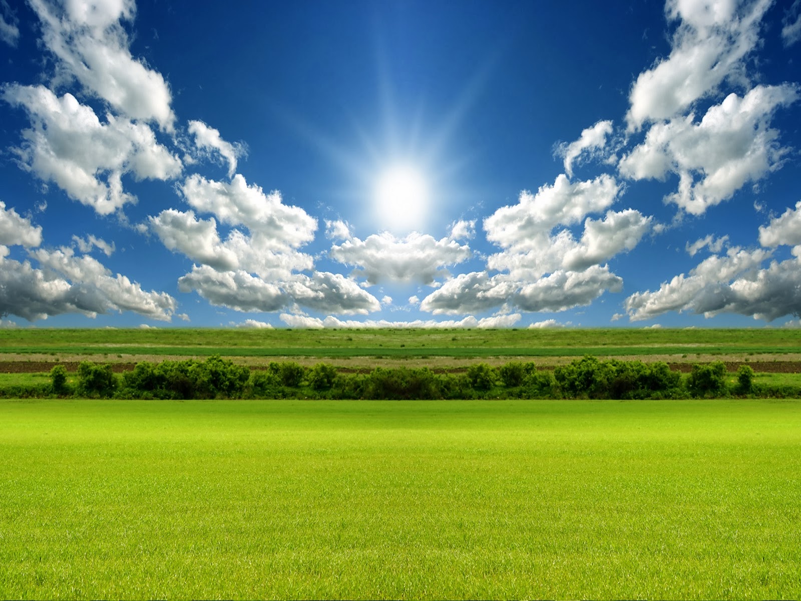 TRABAJO DE RAVATXOL: caballo en el campo