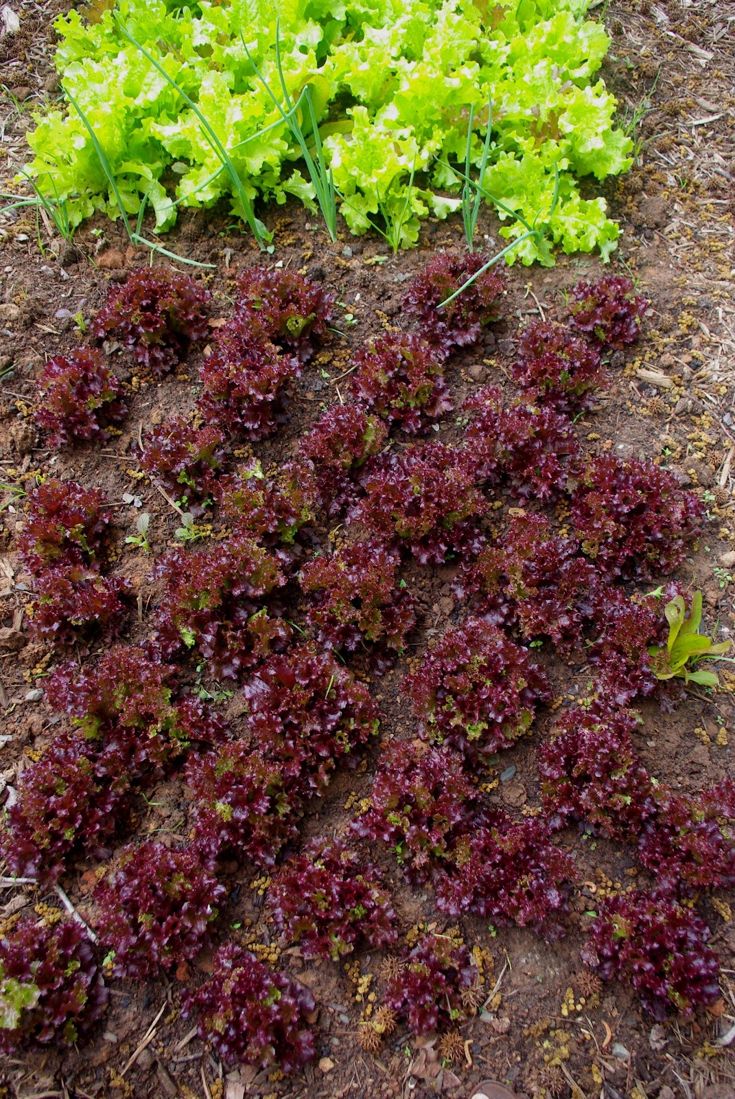 A View From The Cottage: Spring At Heart's Ease Cottage