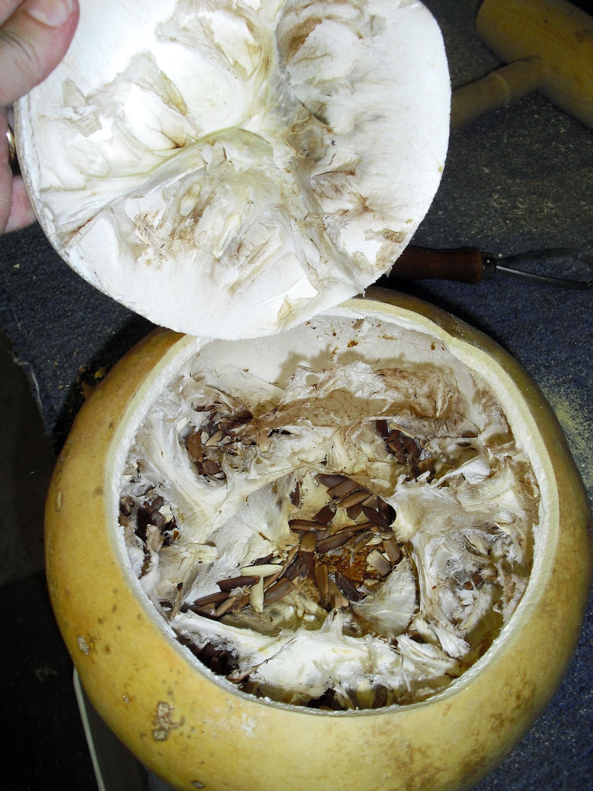 Tangible Daydreams: Cleaning a dried gourd