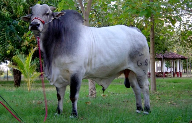 Razas de toros big cebu - Imagui